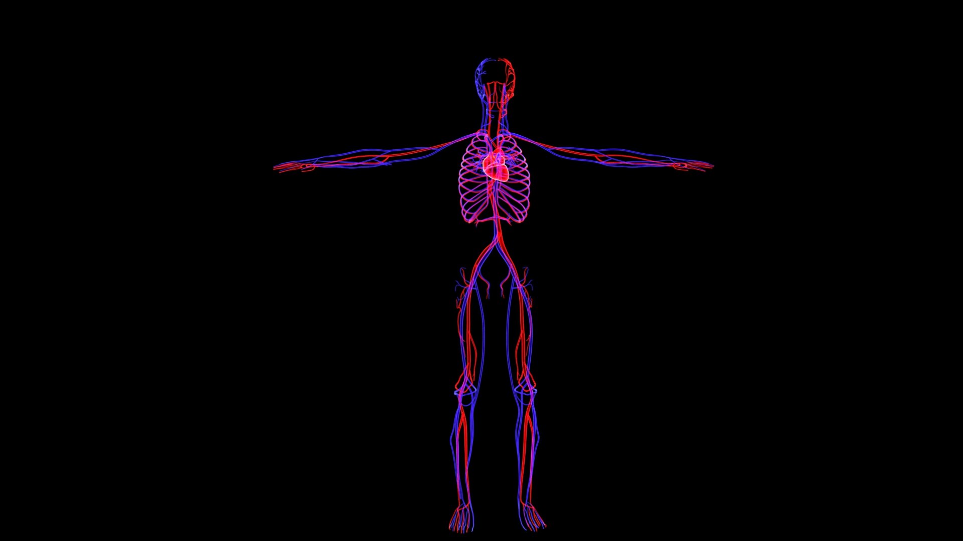 Human Anatomy System Model - TurboSquid 1834783