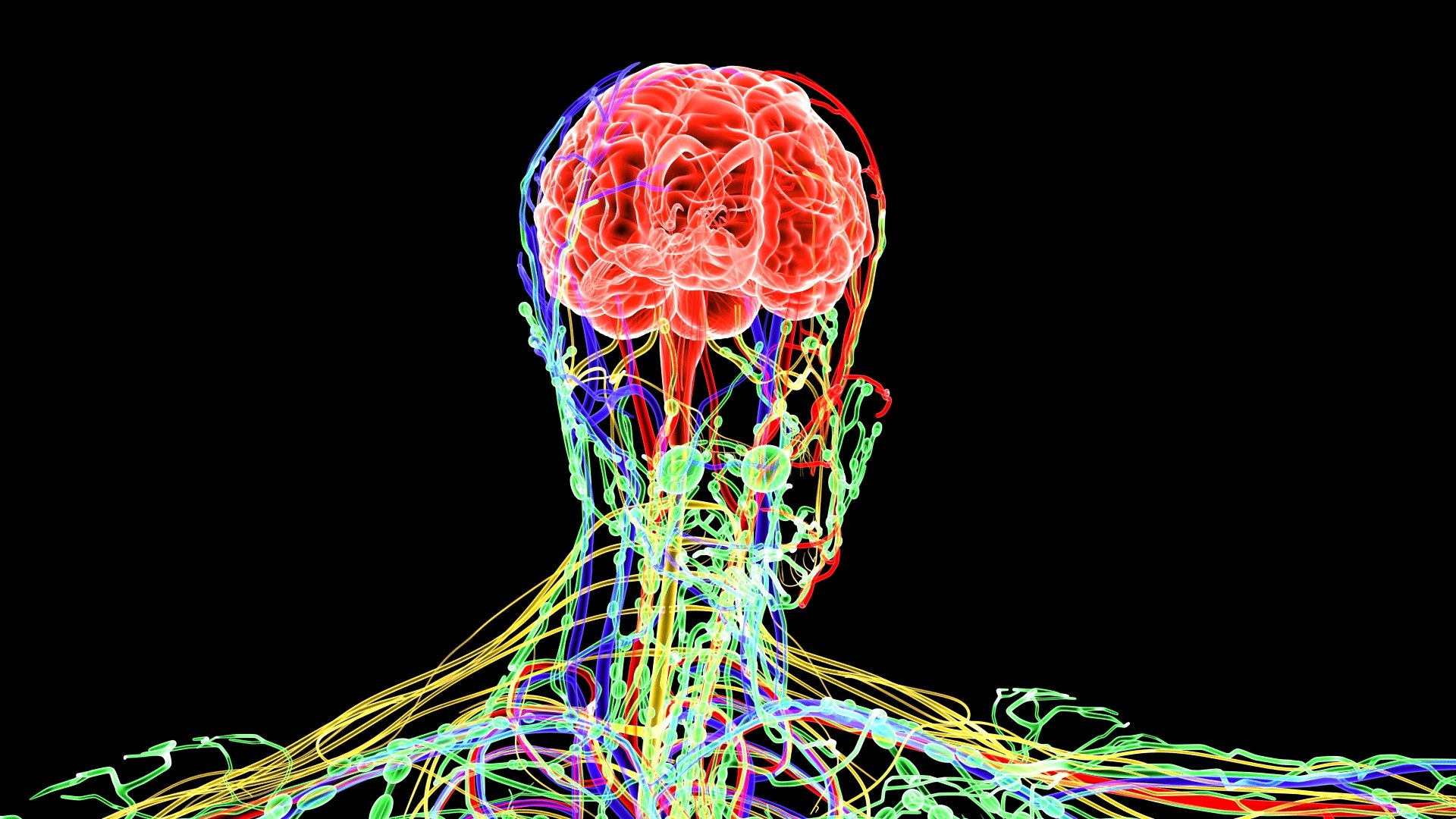 Human Anatomy System Model - TurboSquid 1834783