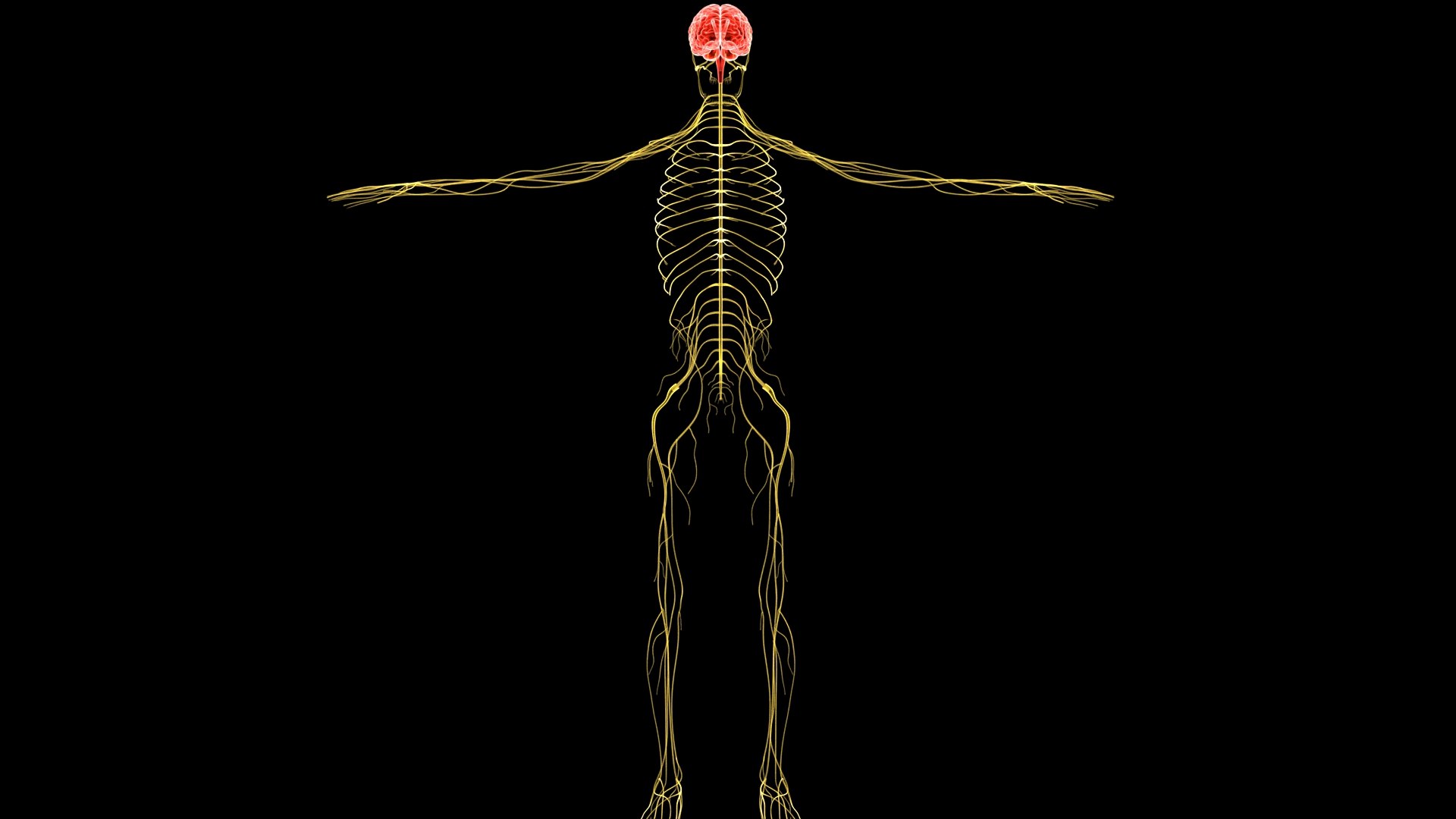 Human Anatomy System Model - TurboSquid 1834783