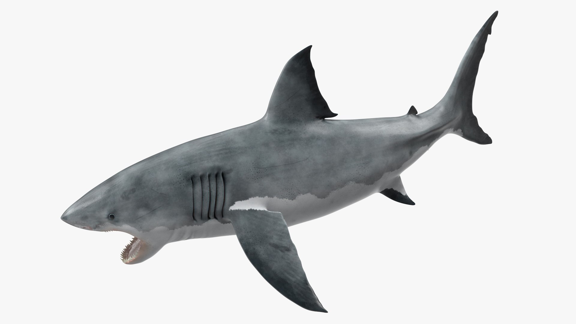 Great White Shark Blood Stained With Open Mouth 3D - TurboSquid 2140329
