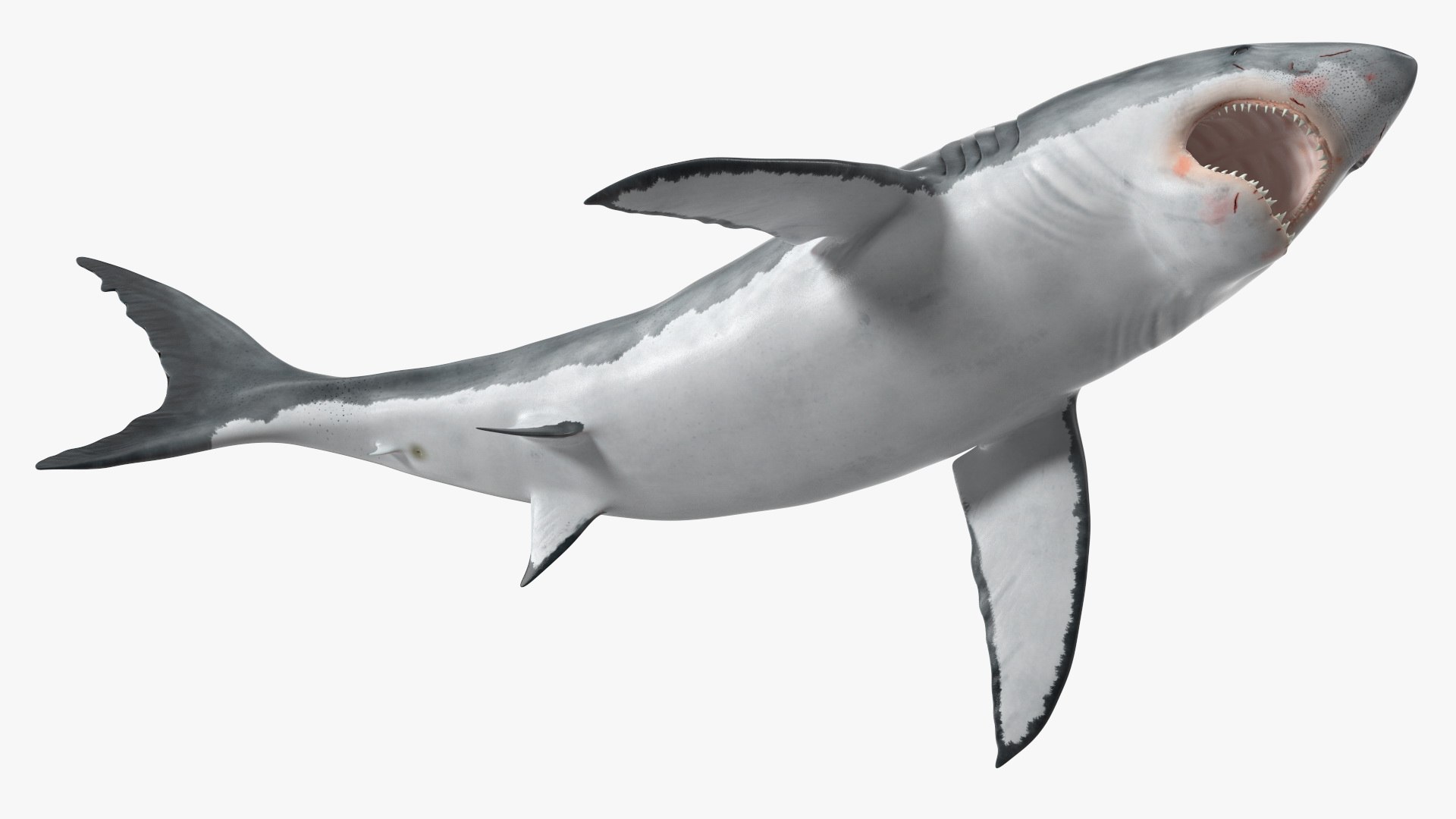 Great White Shark Blood Stained With Open Mouth 3D - TurboSquid 2140329
