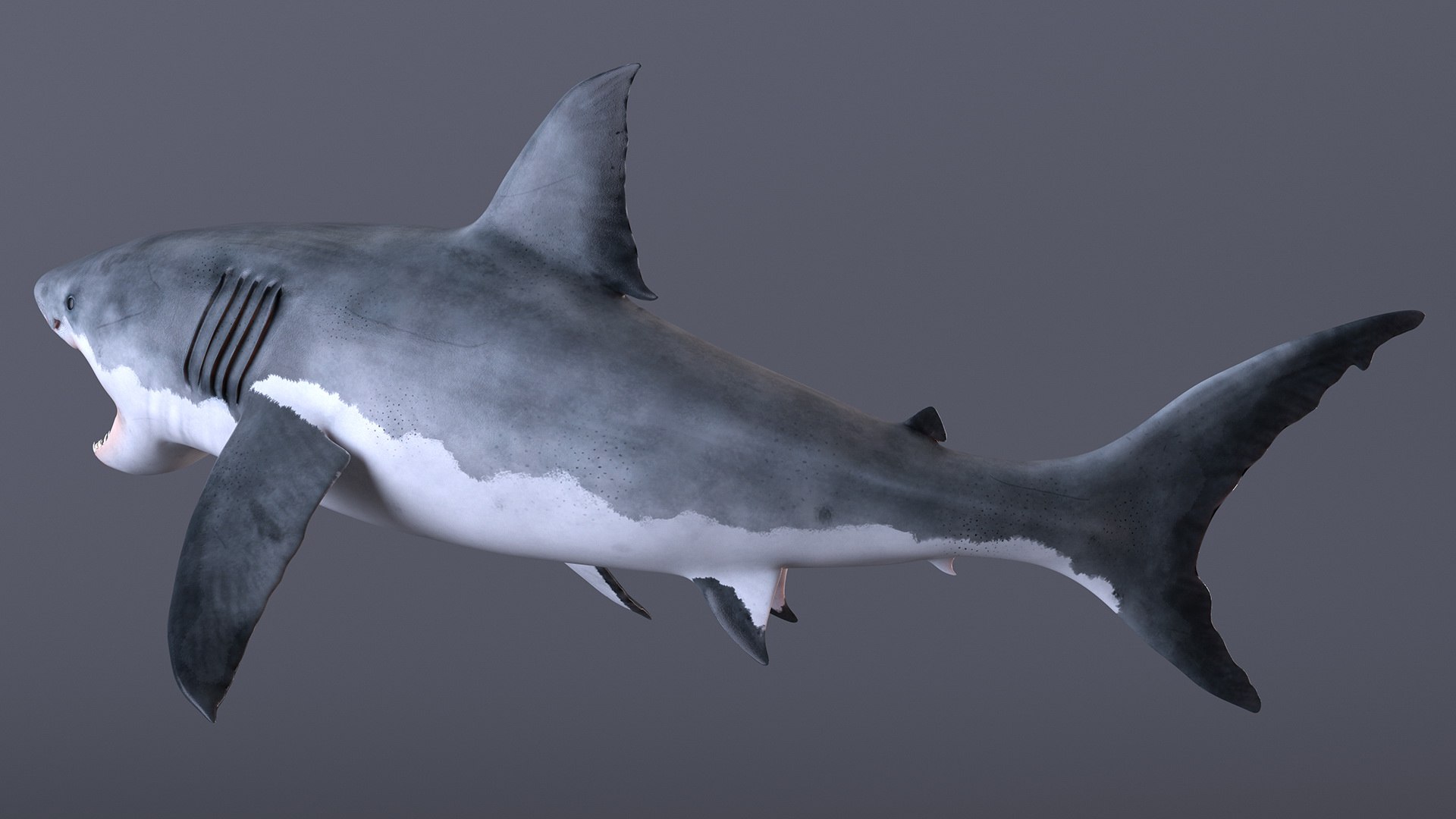 Great White Shark Blood Stained With Open Mouth 3D - TurboSquid 2140329