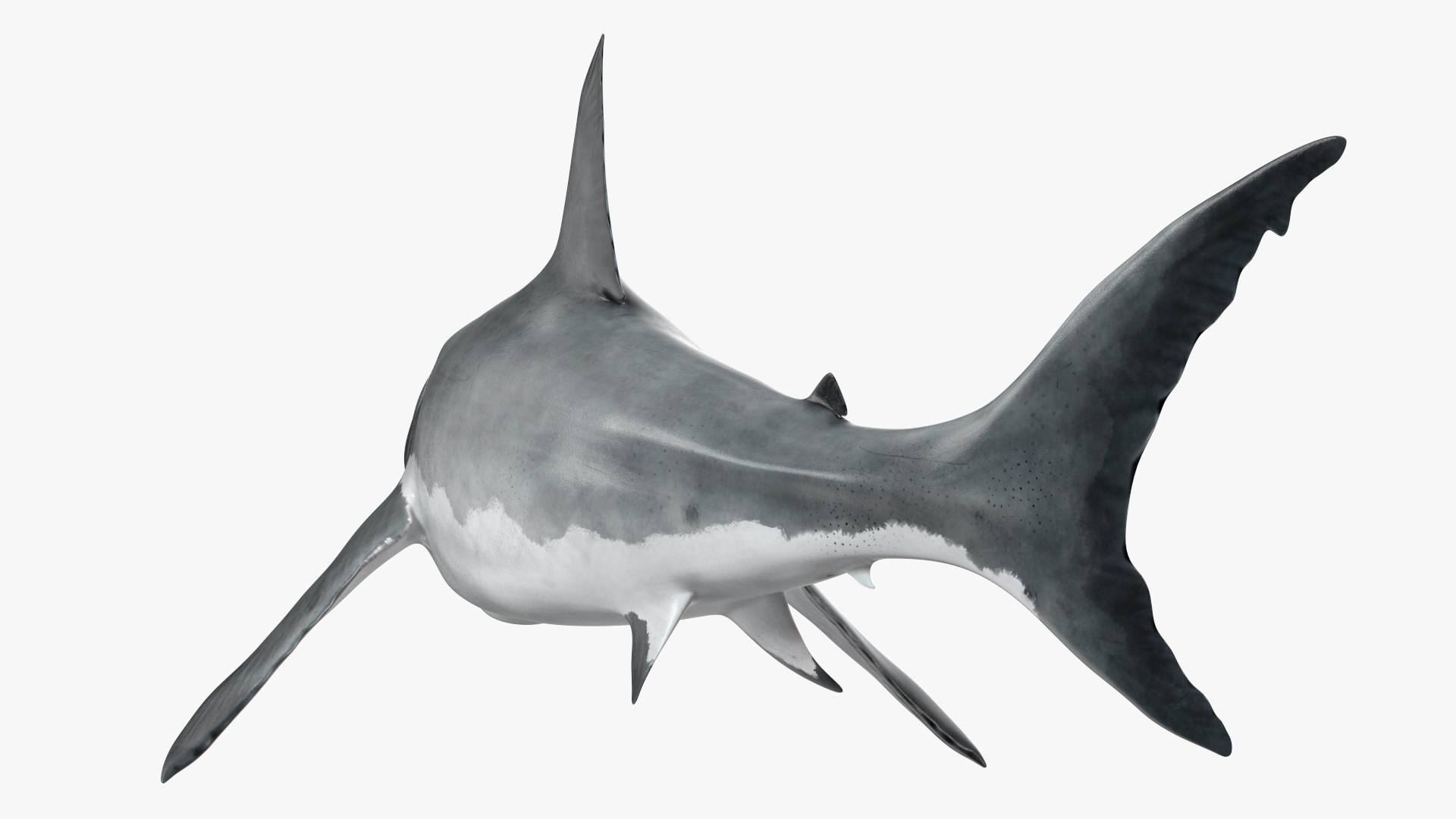 Great White Shark Blood Stained With Open Mouth 3D - TurboSquid 2140329