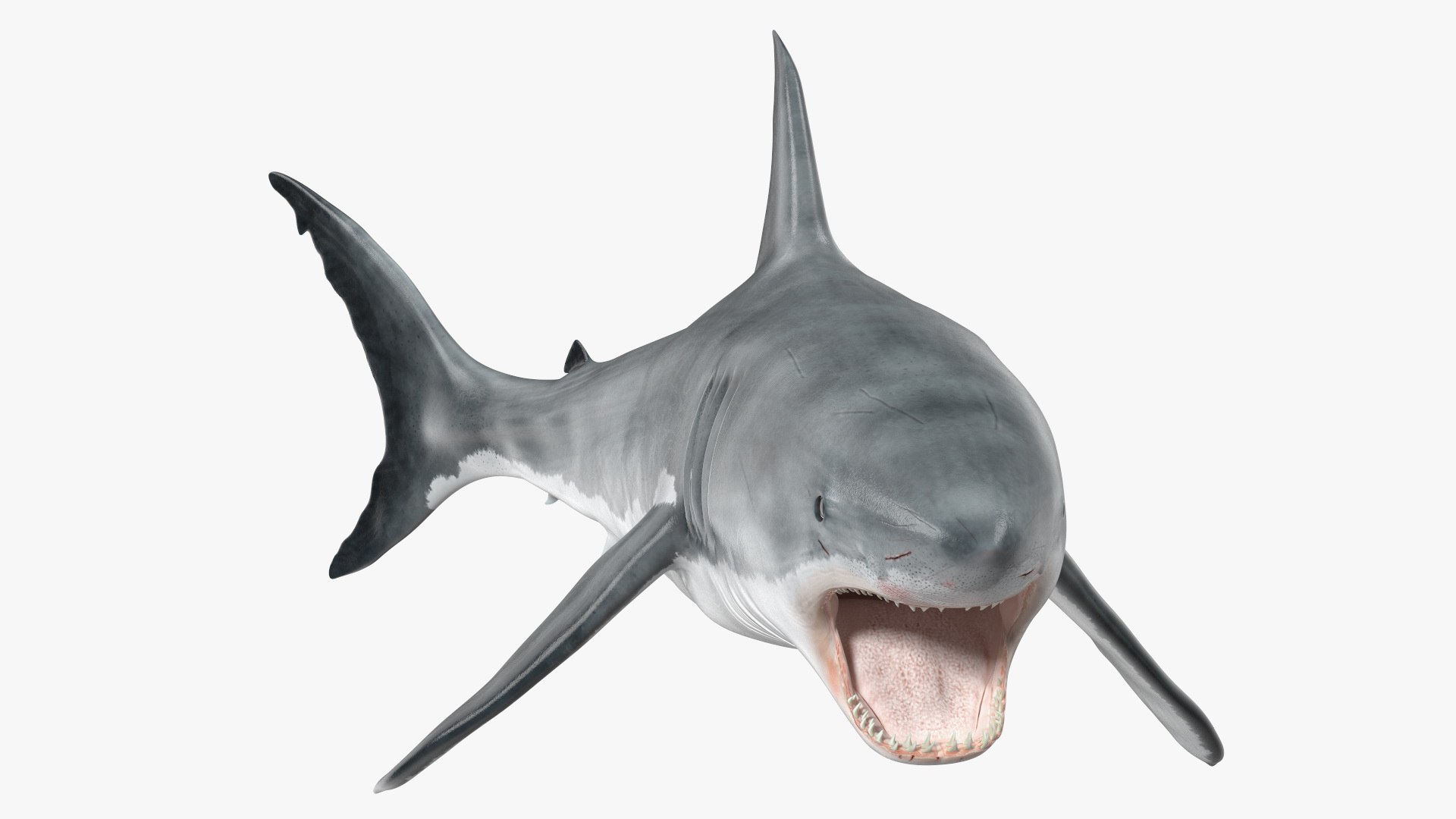 Great White Shark Blood Stained With Open Mouth 3D - TurboSquid 2140329