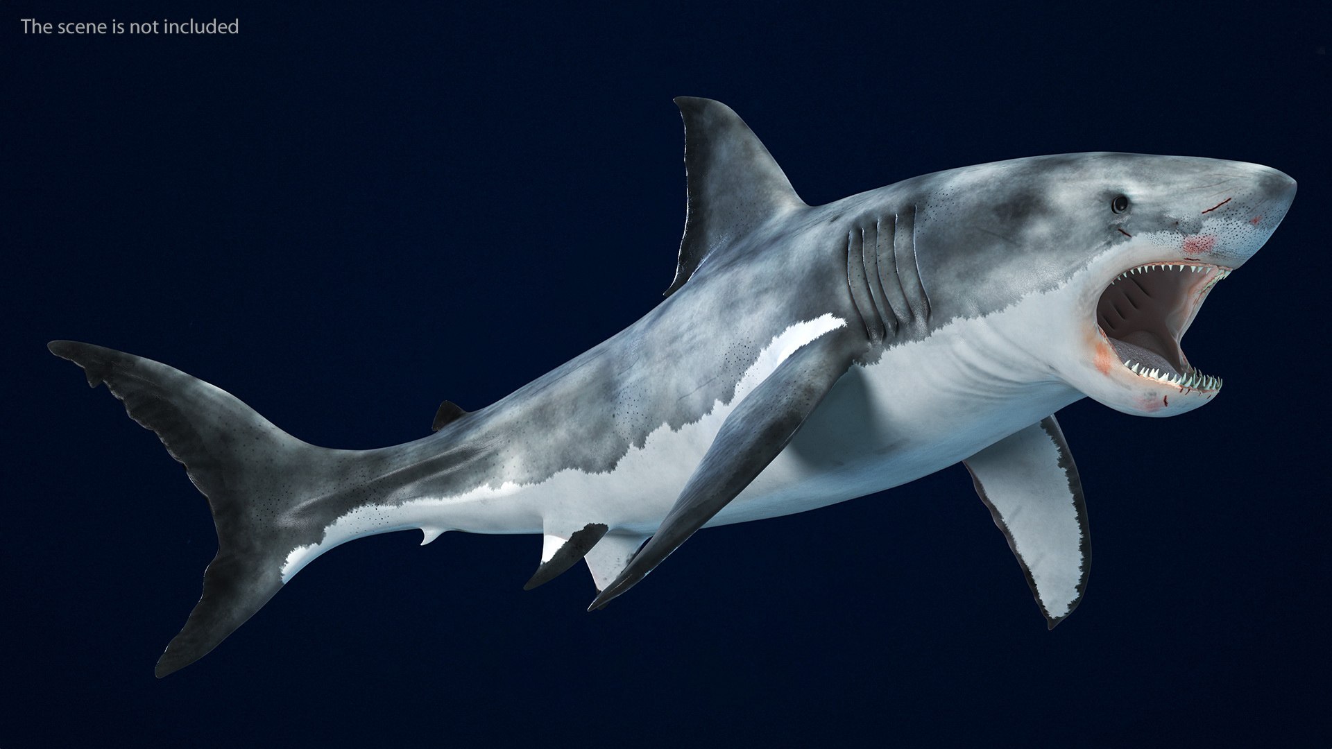Great White Shark Blood Stained With Open Mouth 3D - TurboSquid 2140329