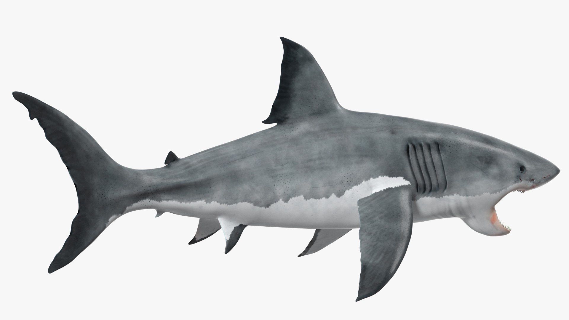 Great White Shark Blood Stained With Open Mouth 3D - TurboSquid 2140329