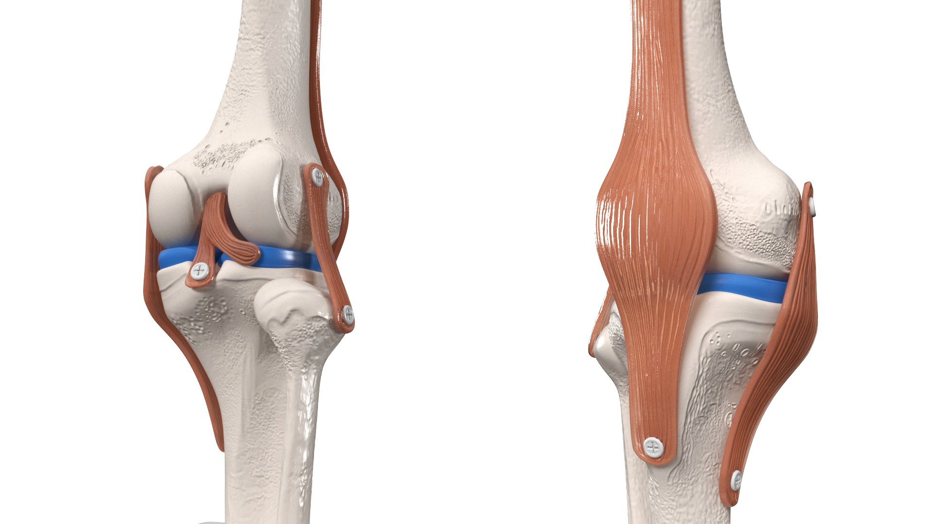 3D Anatomical Model Of Knee Joint Model - TurboSquid 2279778