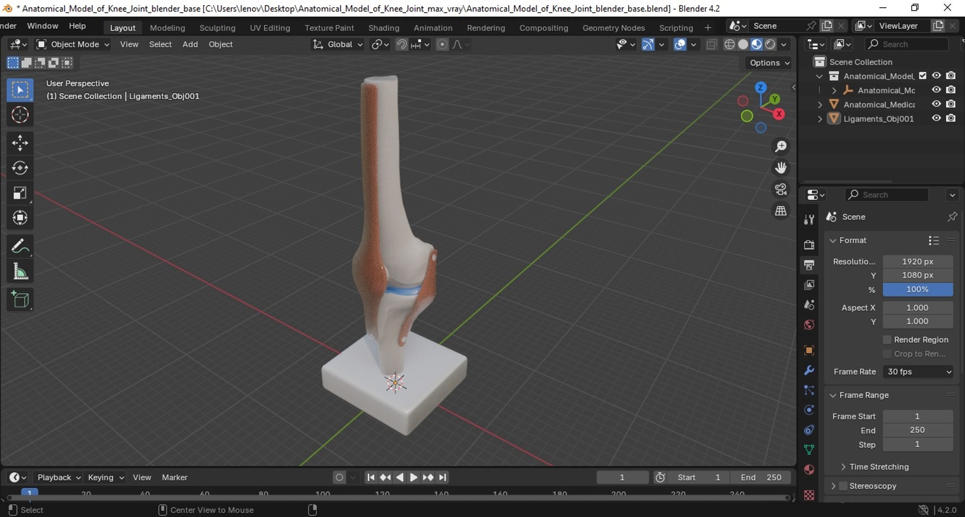 3D Anatomical Model Of Knee Joint Model - TurboSquid 2279778