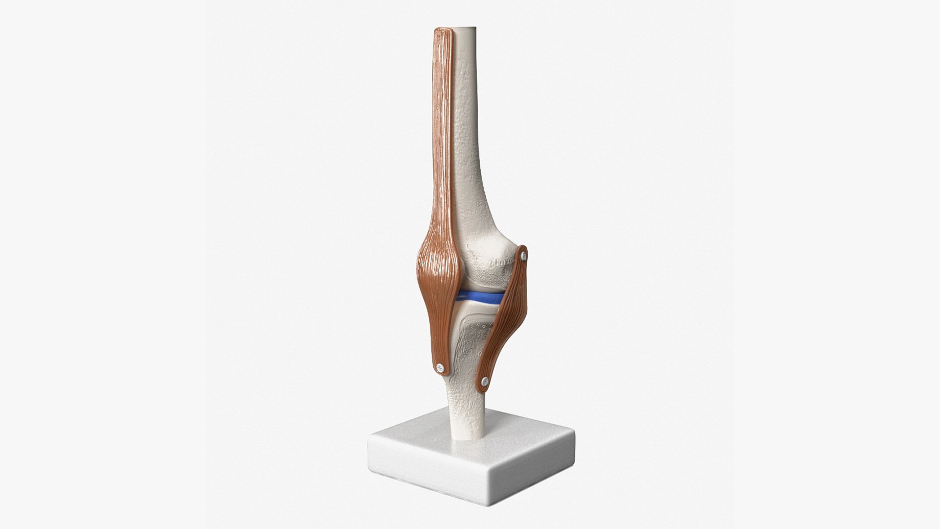 3D Anatomical Model Of Knee Joint Model - TurboSquid 2279778