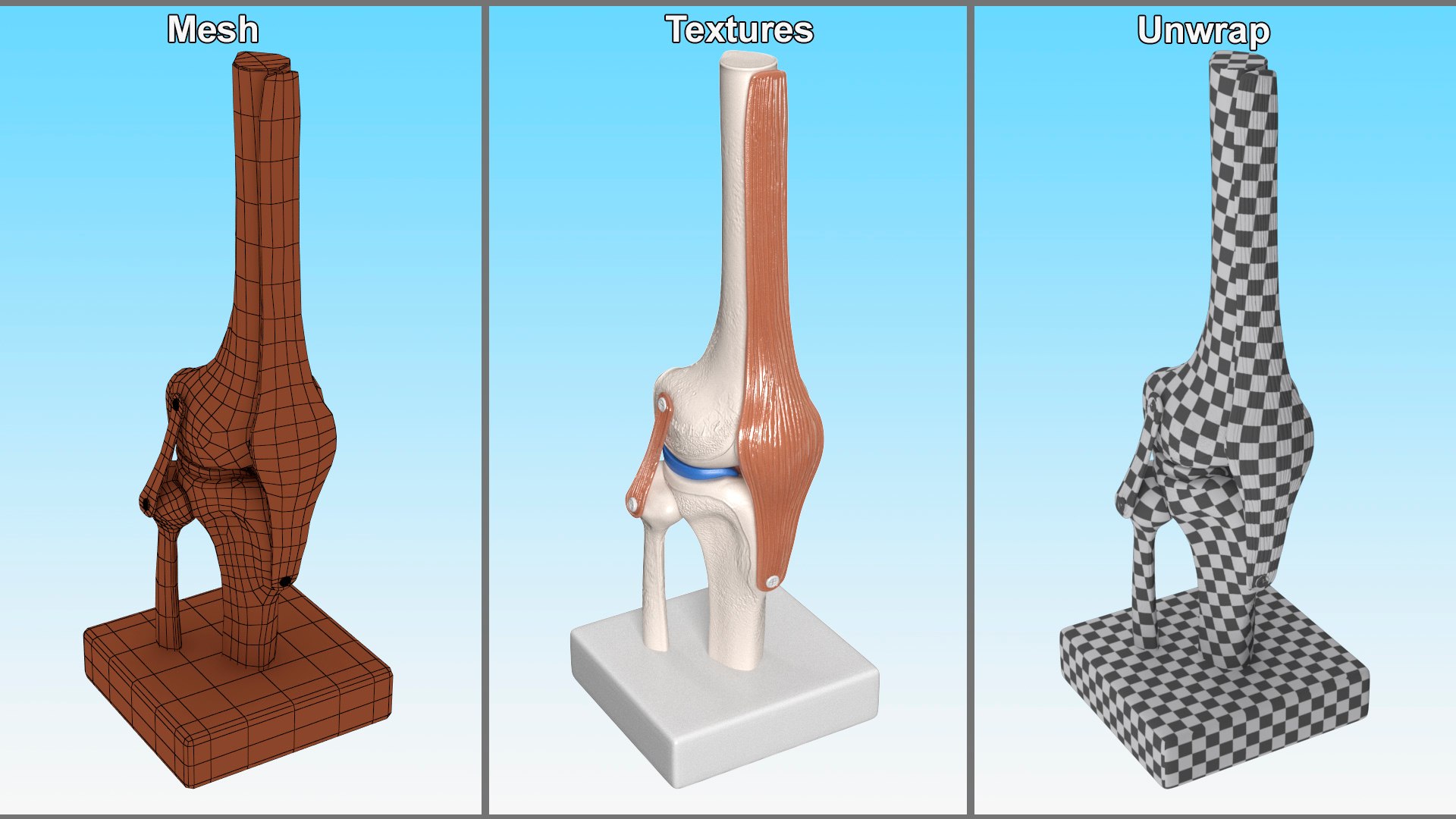 3D Anatomical Model Of Knee Joint Model - TurboSquid 2279778