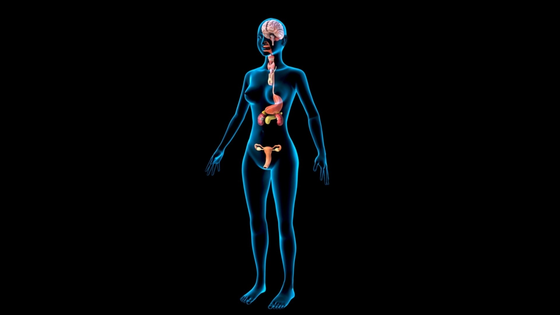 Endocrine Glands 3D - TurboSquid 1260275