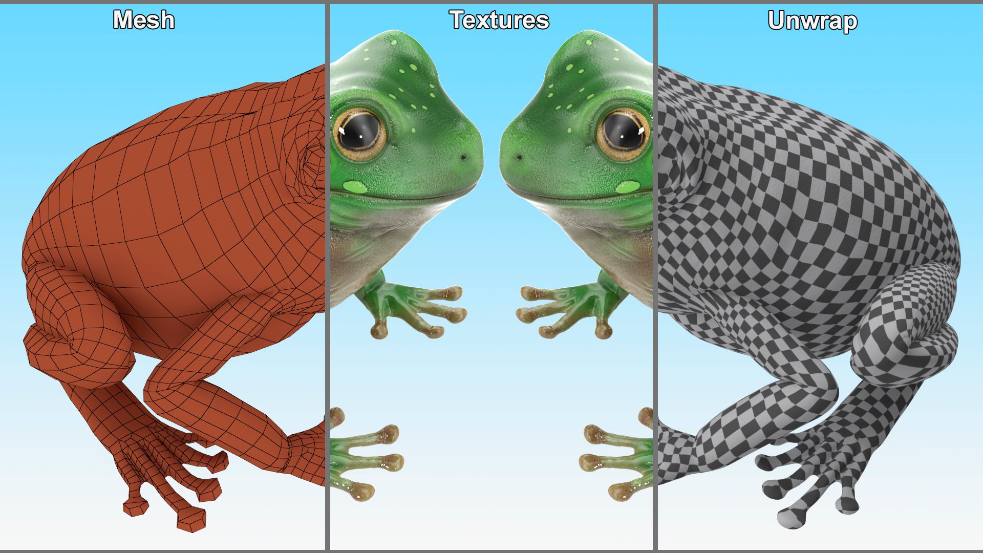 3D Realistic Australian Green Frog Rigged For Cinema 4D - TurboSquid ...