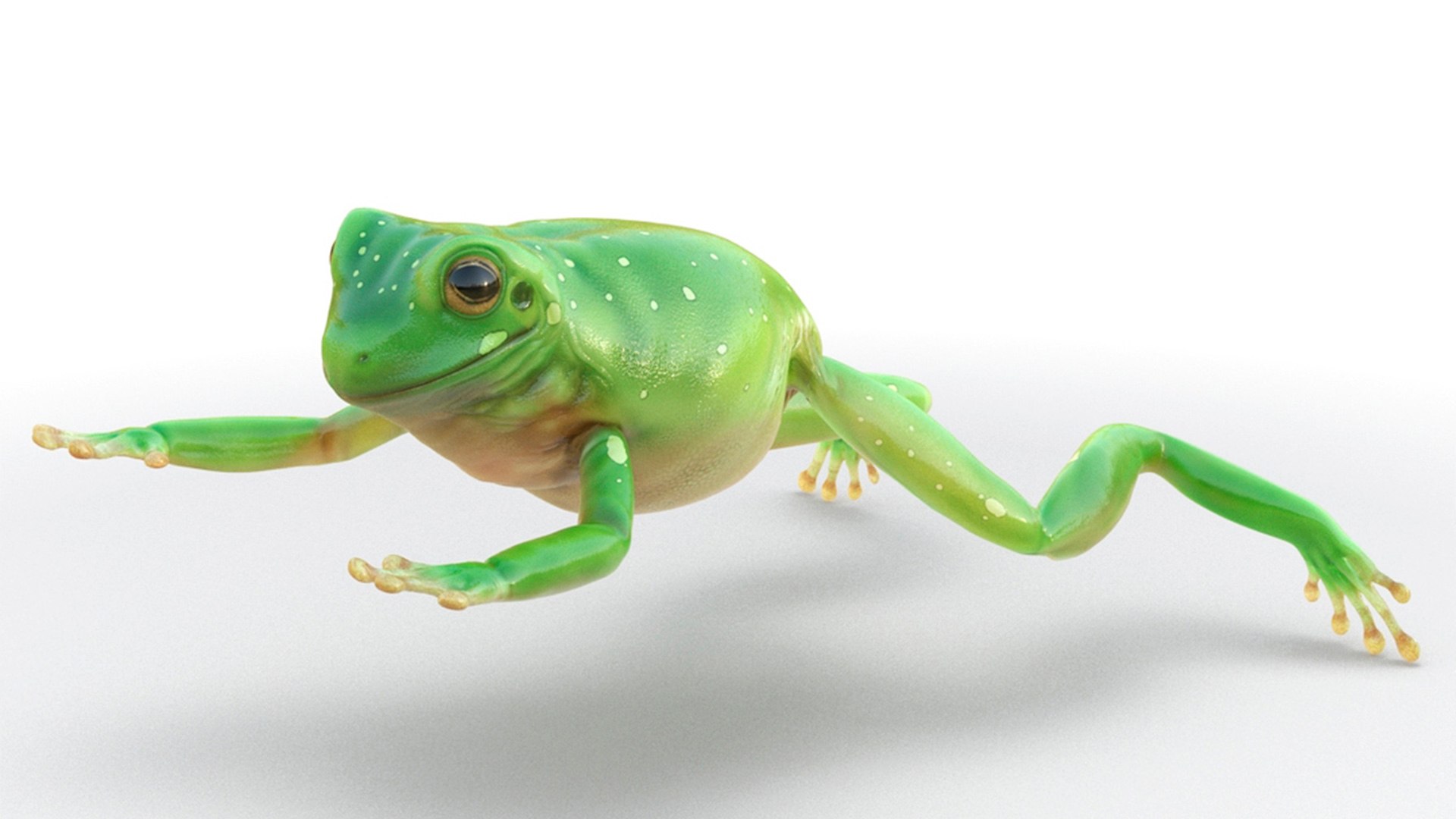 3D Realistic Australian Green Frog Rigged For Cinema 4D - TurboSquid ...