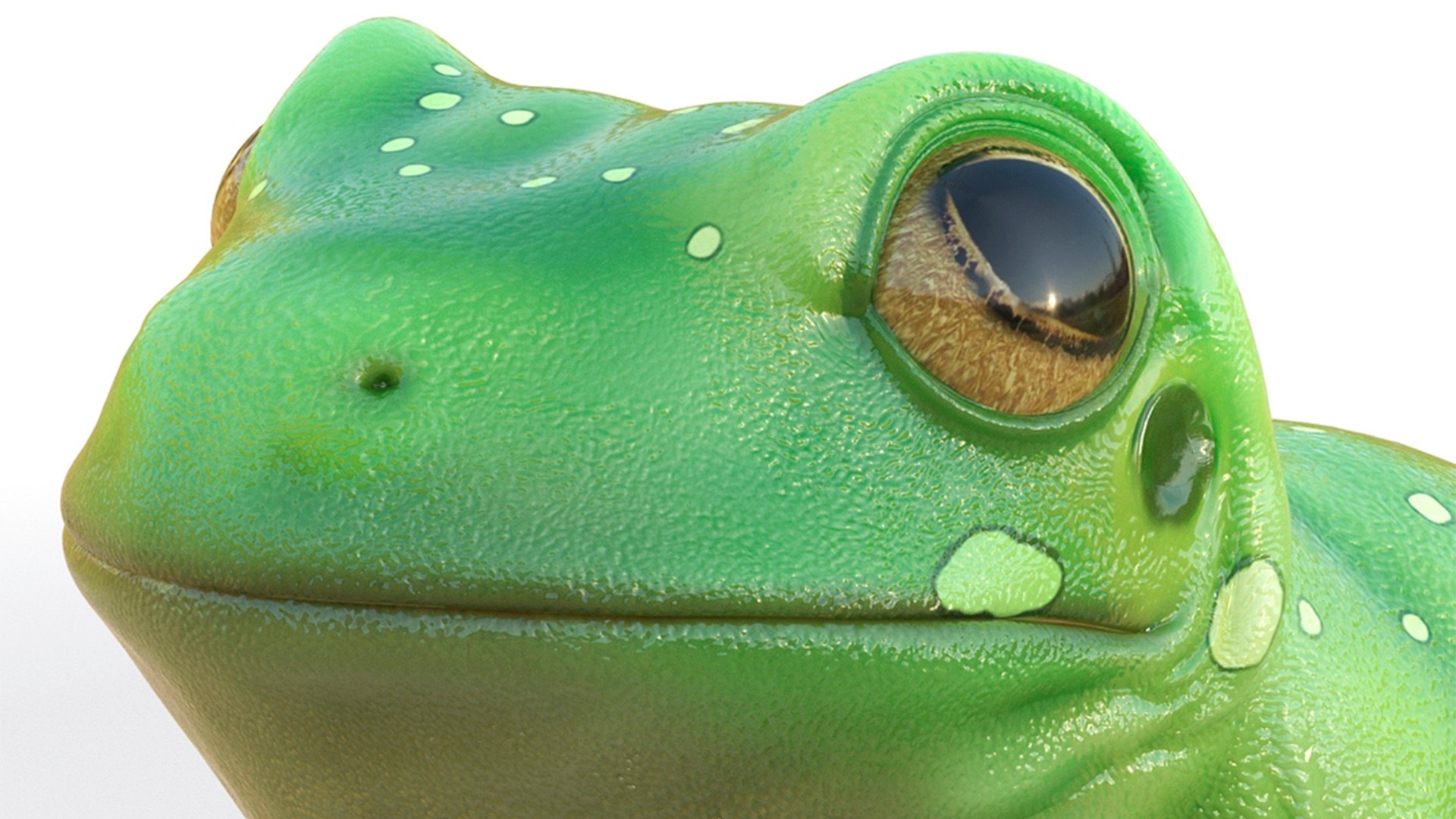 3D Realistic Australian Green Frog Rigged For Cinema 4D - TurboSquid ...