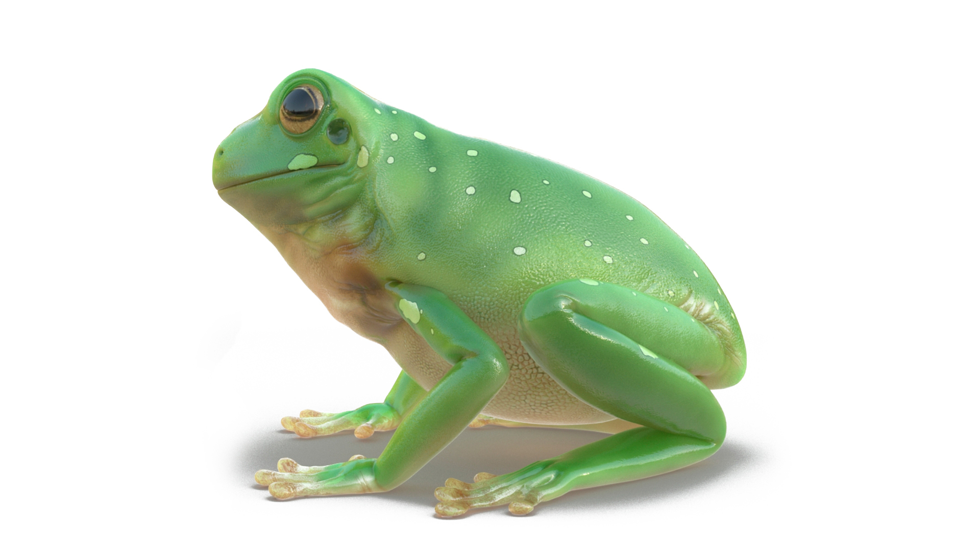 3D Realistic Australian Green Frog Rigged For Cinema 4D - TurboSquid ...