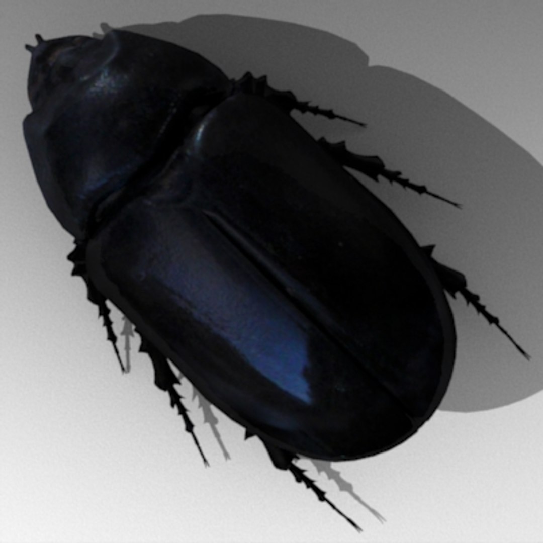 Heterogomphus Rugicollis 3d Model