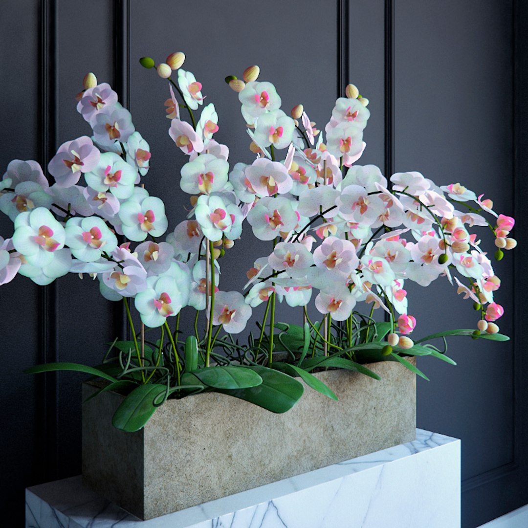 Orchid 3d Model
