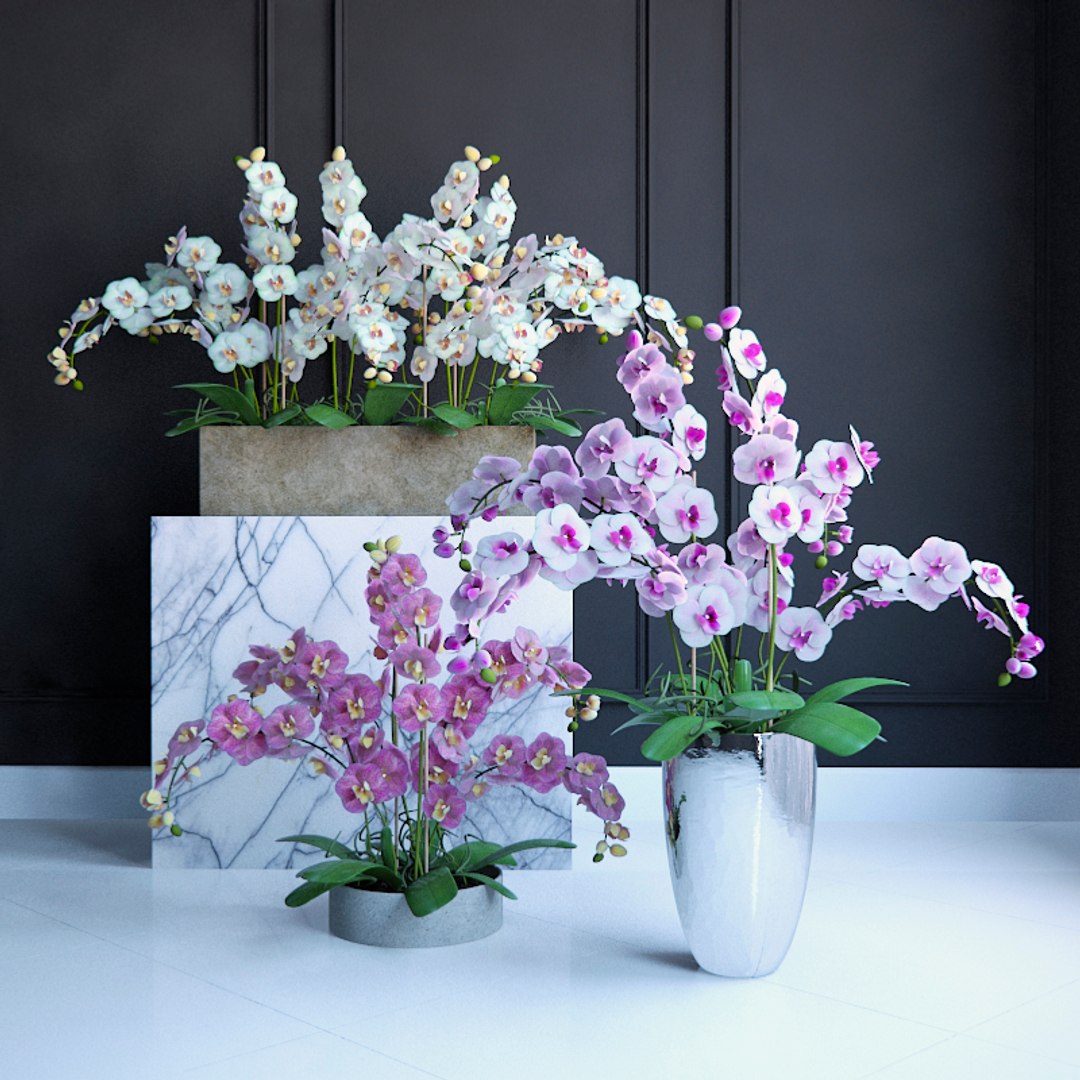 Orchid 3d Model