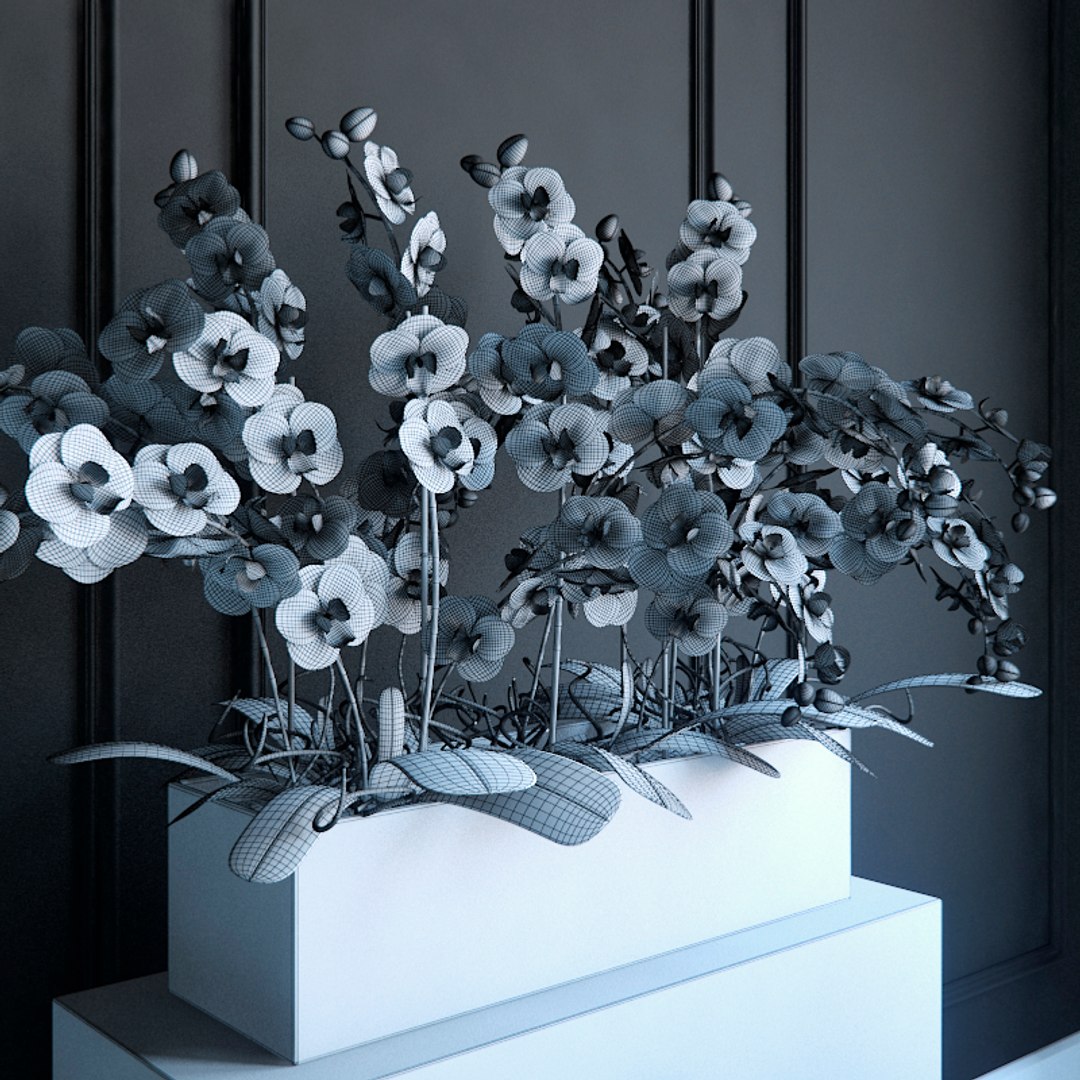 Orchid 3d Model