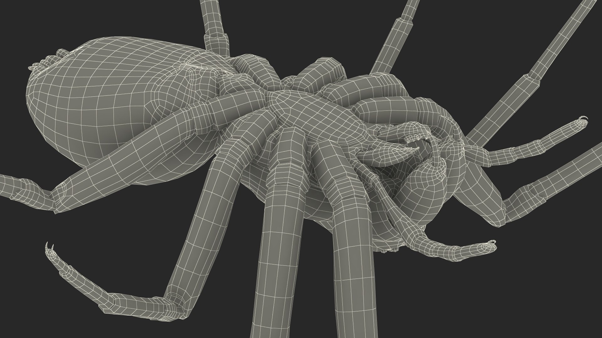 3D Model Black Wolf Spider Rigged - TurboSquid 2157609