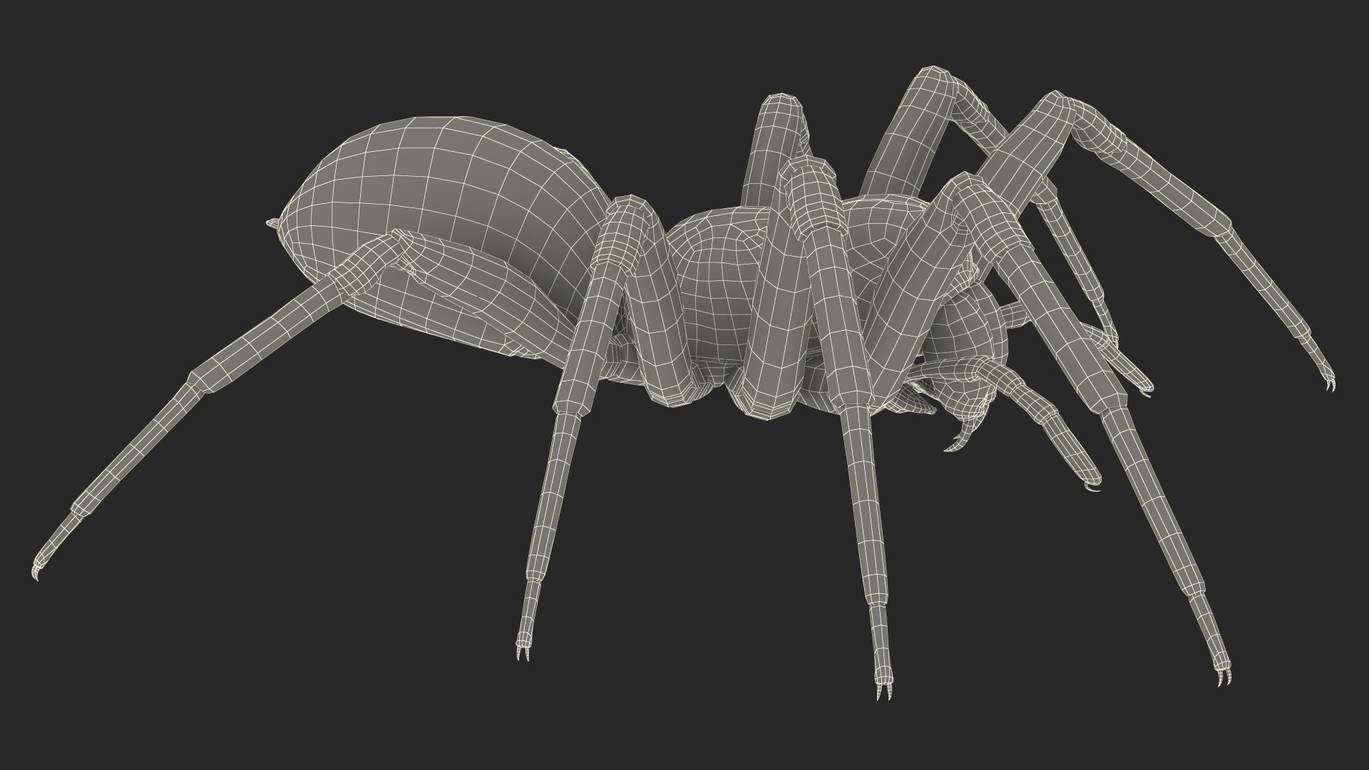 3D Model Black Wolf Spider Rigged - TurboSquid 2157609