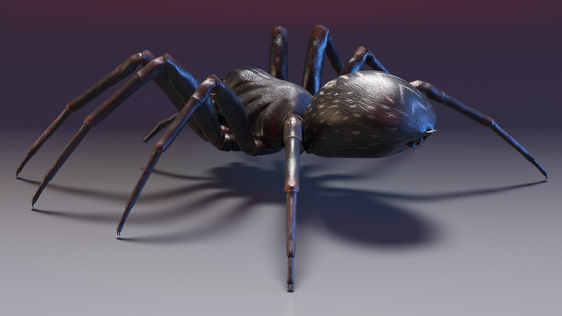 3D Model Black Wolf Spider Rigged - TurboSquid 2157609