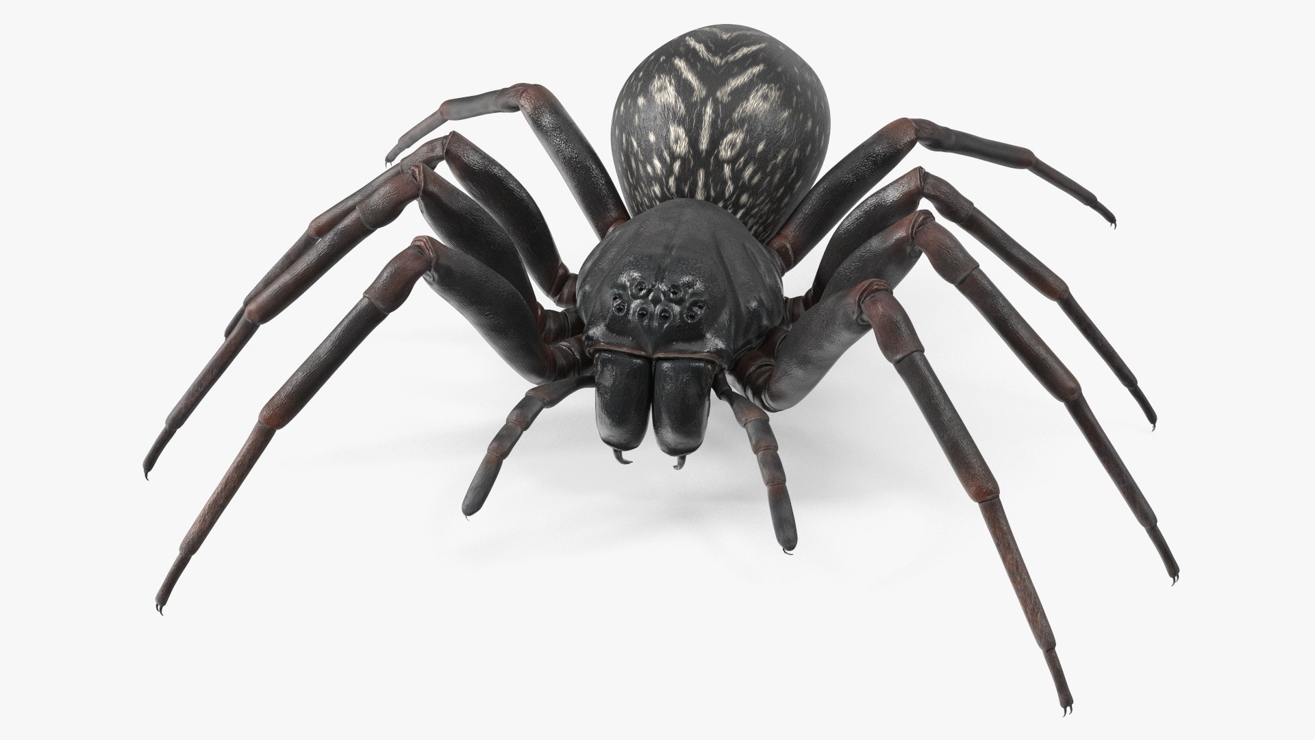 3D Model Black Wolf Spider Rigged - TurboSquid 2157609