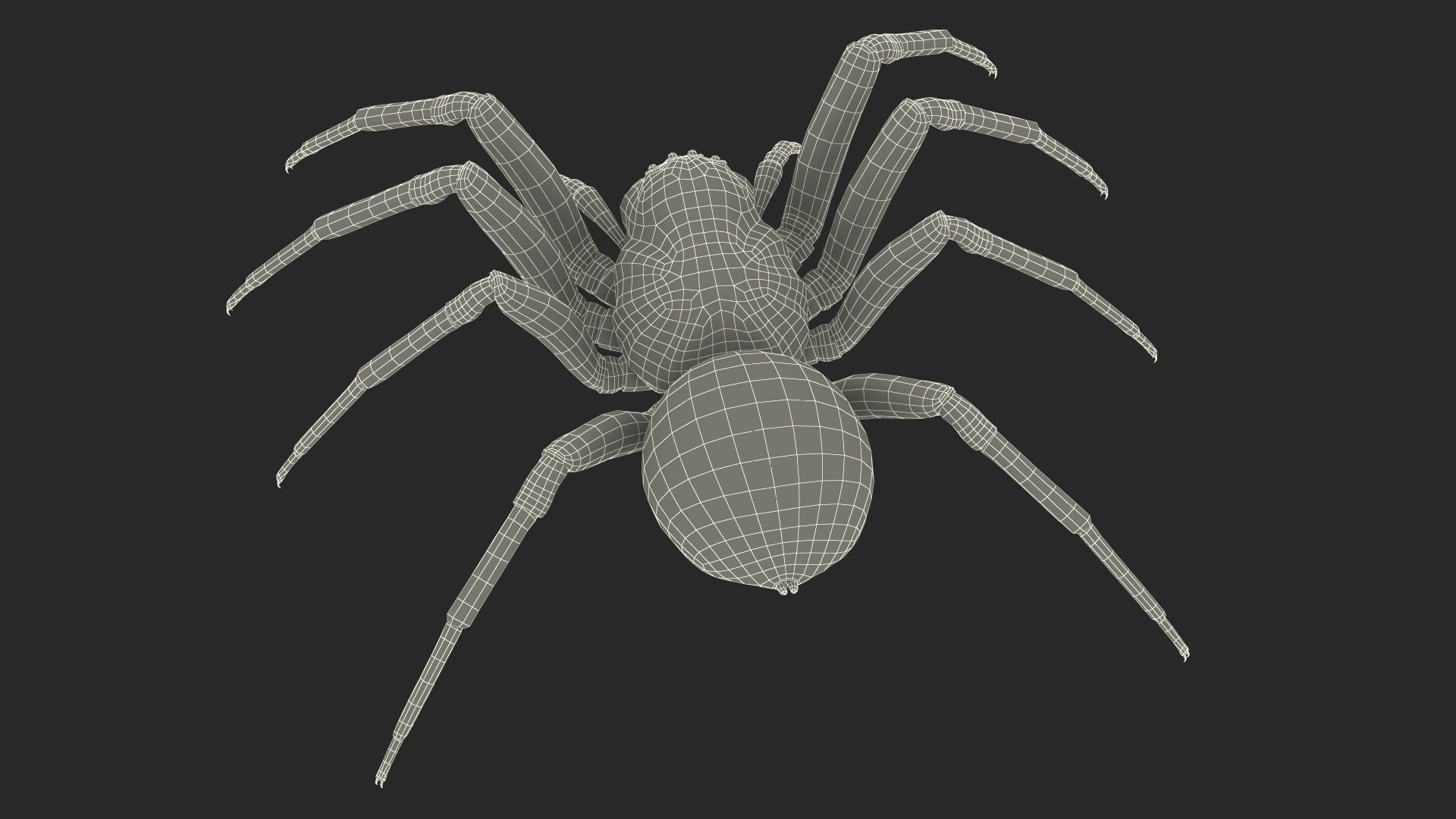 3D Model Black Wolf Spider Rigged - TurboSquid 2157609