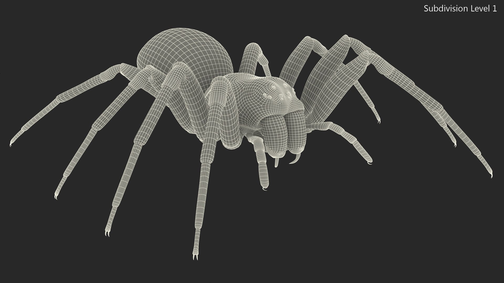 3D Model Black Wolf Spider Rigged - TurboSquid 2157609