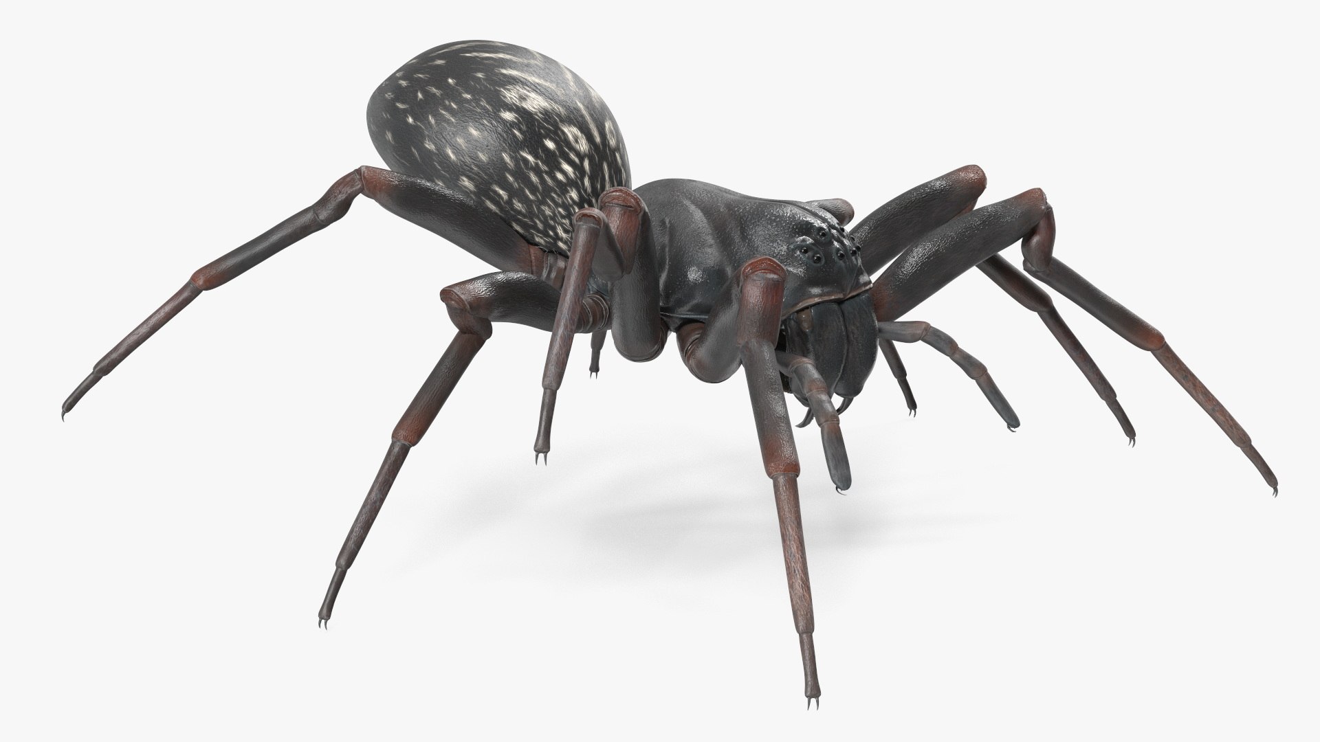 3D Model Black Wolf Spider Rigged - TurboSquid 2157609