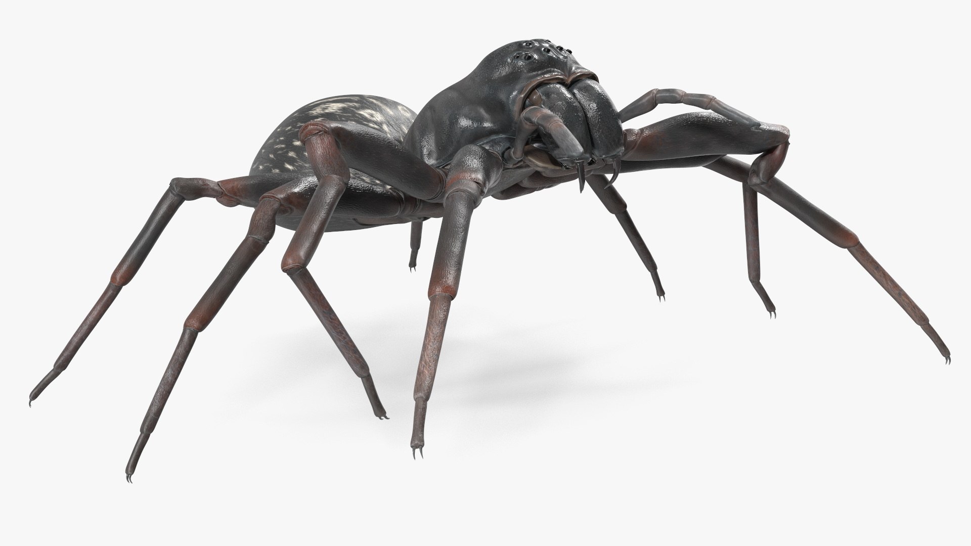 3D Model Black Wolf Spider Rigged - TurboSquid 2157609