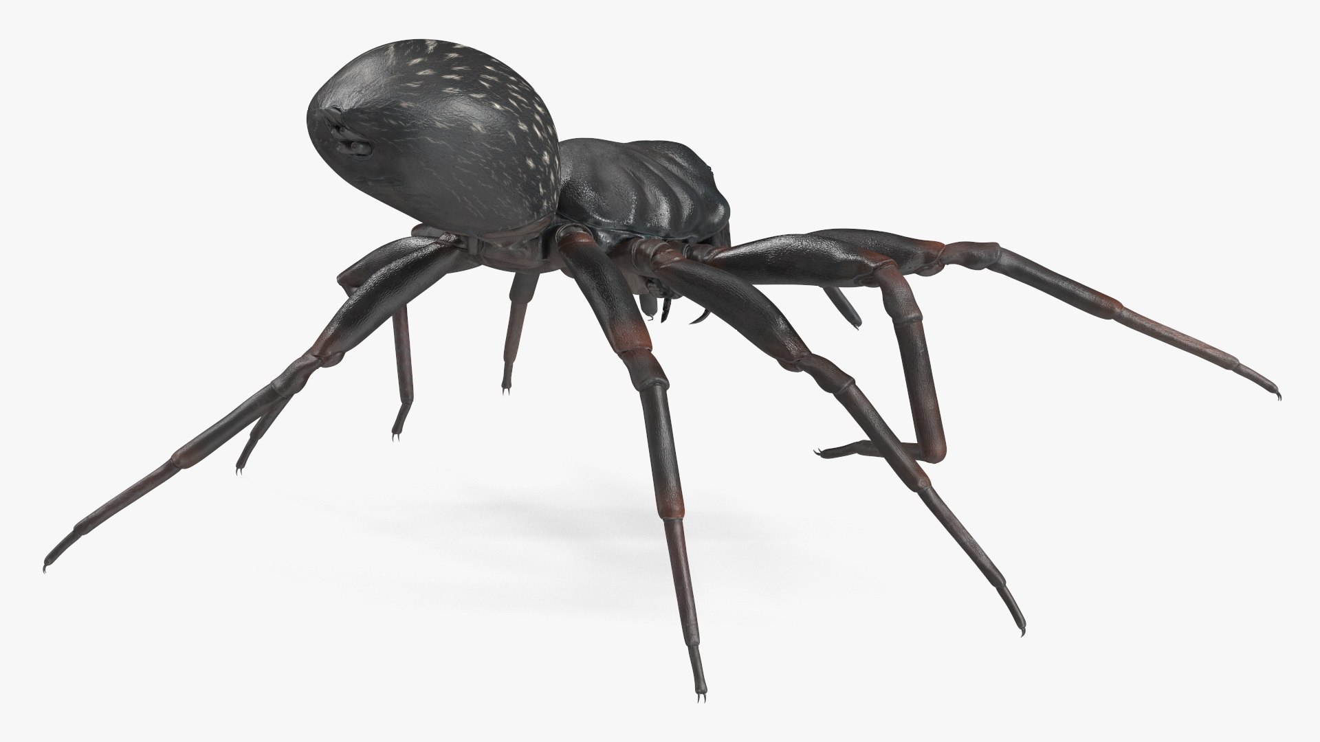 3D Model Black Wolf Spider Rigged - TurboSquid 2157609