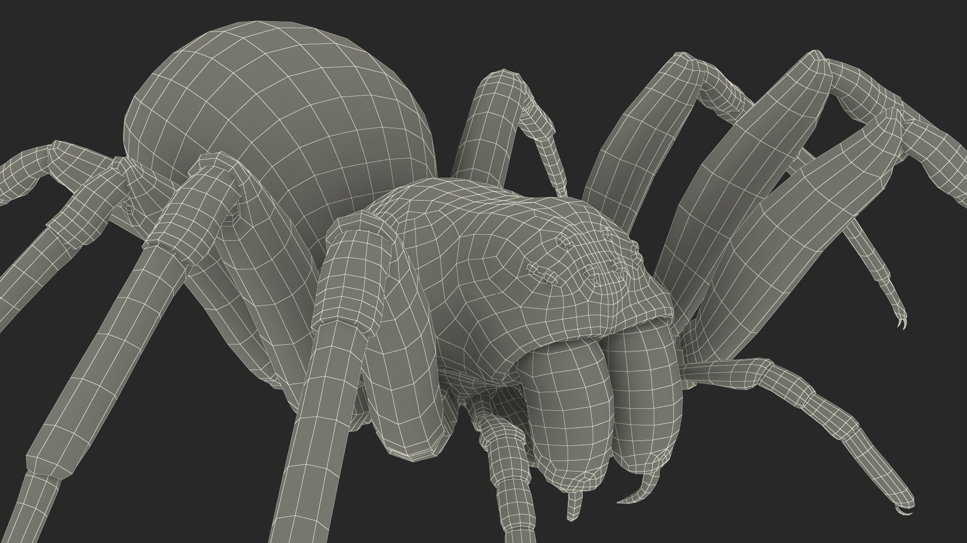 3D Model Black Wolf Spider Rigged - TurboSquid 2157609