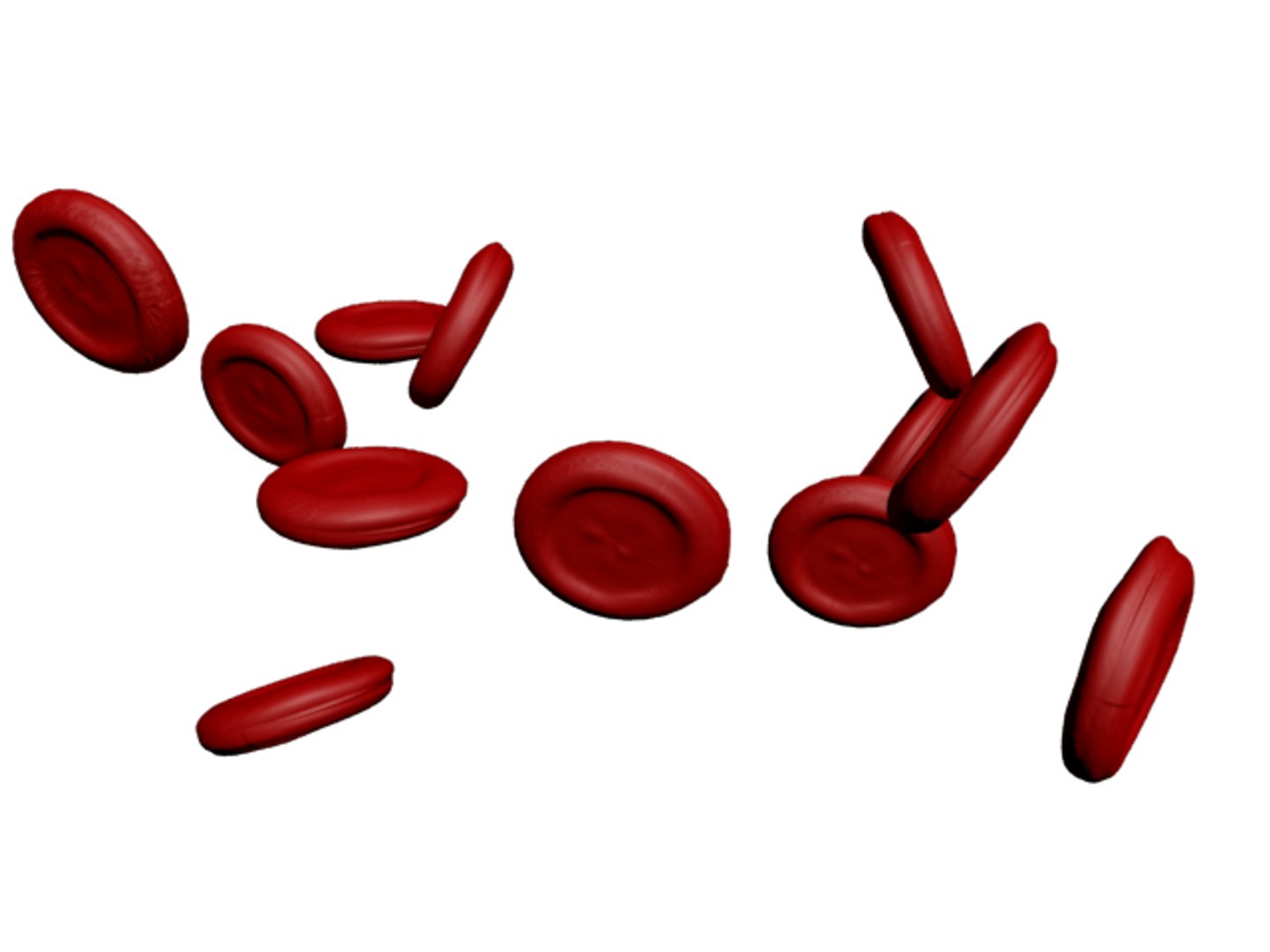 3d Red Blood Cells Model