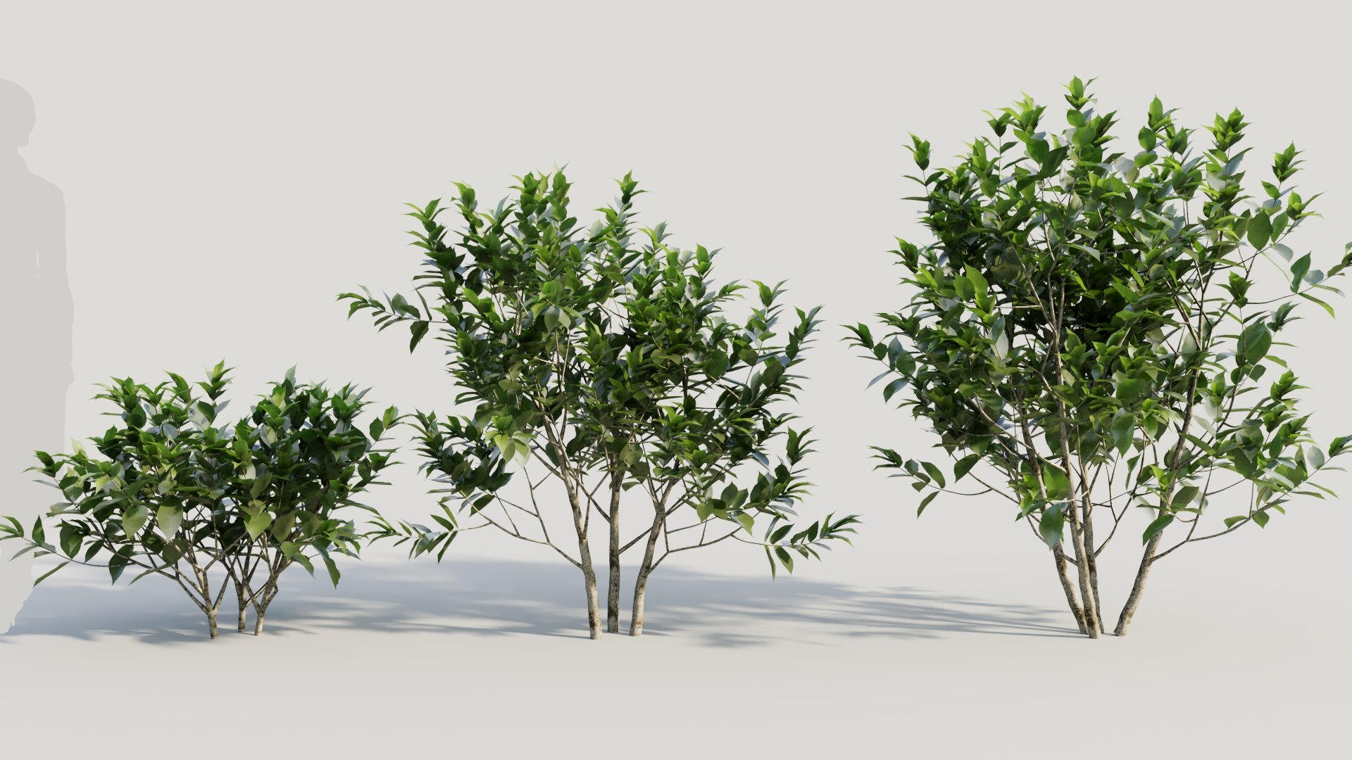 Gardenia Jasminoides B 3D Model - TurboSquid 2178692