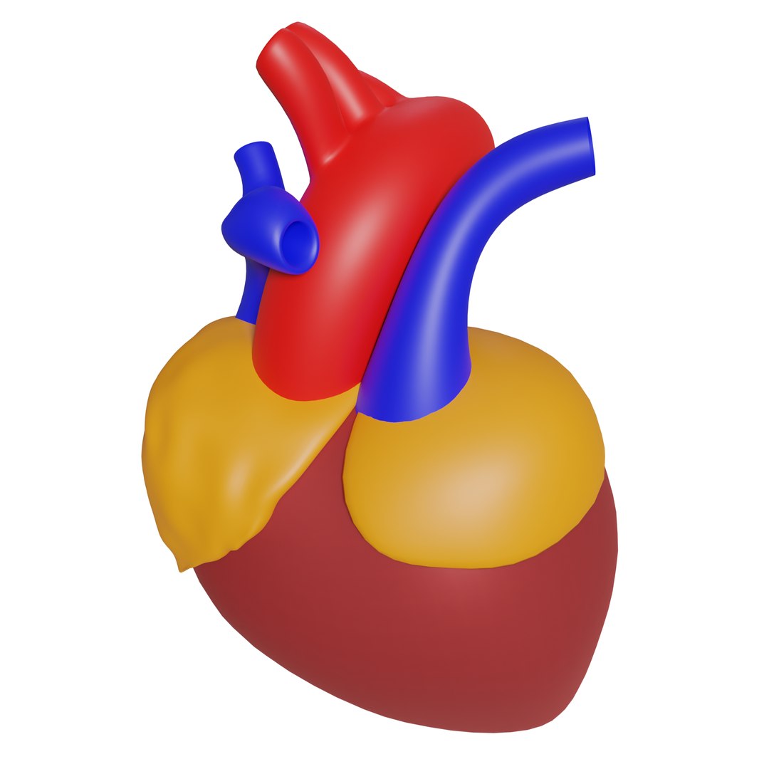 3D Model Low-Poly Human Heart Model - TurboSquid 2124563