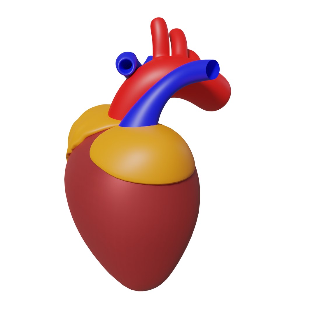 3D Model Low-Poly Human Heart Model - TurboSquid 2124563