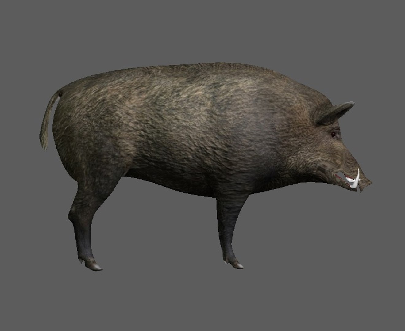 3D Model Wild Boar - TurboSquid 1262432