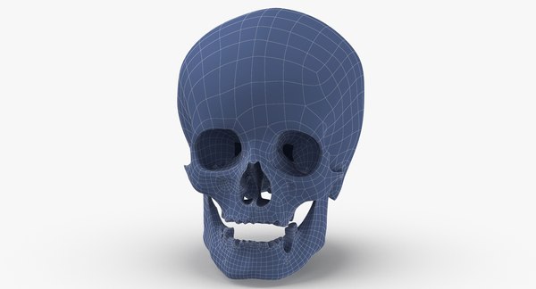 Real human female skull model - TurboSquid 1659645