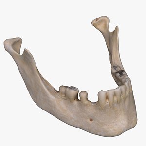 Jaw 3D Models for Download | TurboSquid