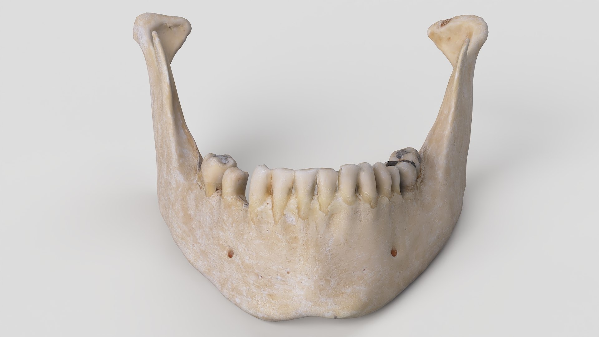 3D Human Lower Jaw 01 - TurboSquid 2147699