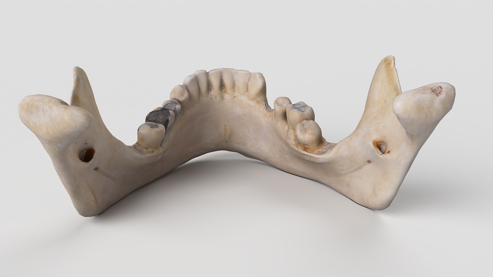 3D Human Lower Jaw 01 - TurboSquid 2147699