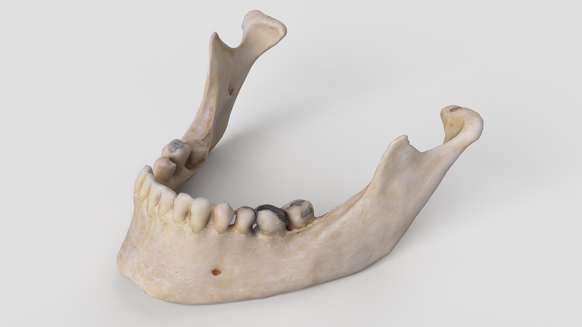3D Human Lower Jaw 01 - TurboSquid 2147699