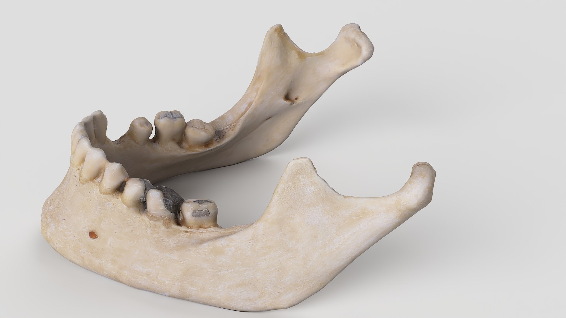 3D Human Lower Jaw 01 - TurboSquid 2147699