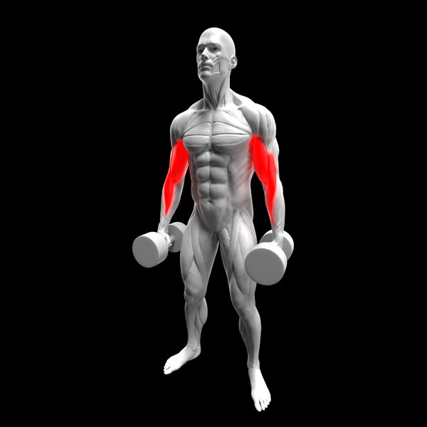 3D Biceps Models | TurboSquid