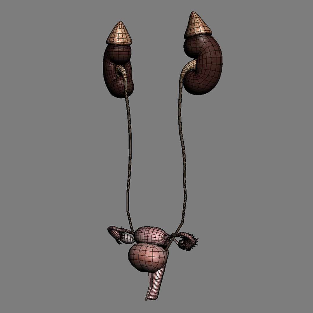 human female torso anatomy muscles 3d model