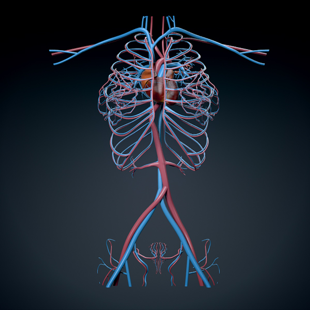 Human Female Torso Anatomy Muscles 3d Model