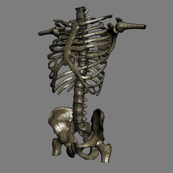 human female torso anatomy muscles 3d model