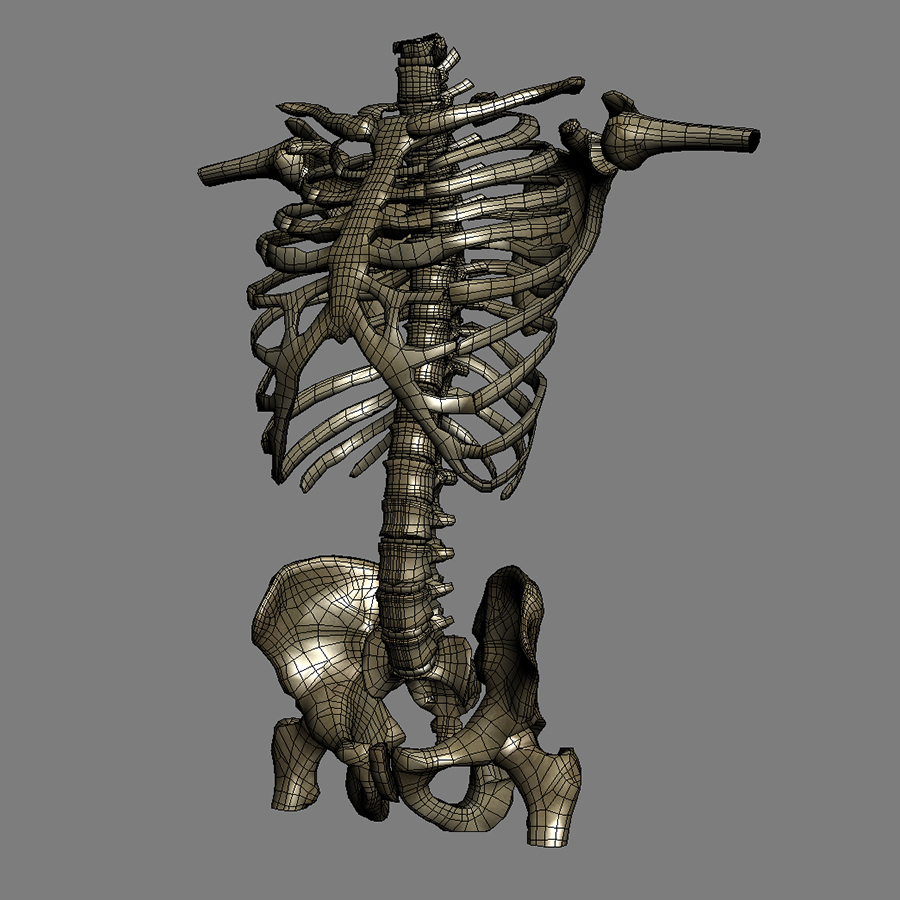 human female torso anatomy muscles 3d model