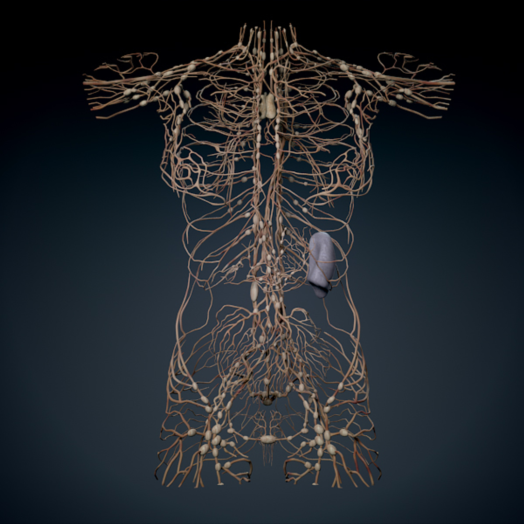 Human Female Torso Anatomy Muscles 3d Model